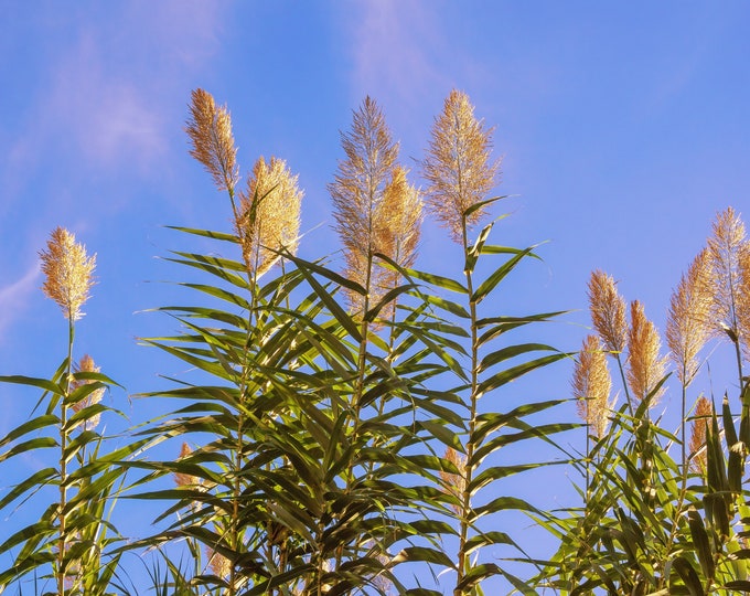Giant Reed, Arundo Donax, Bamboo Reed, Giant Cane, Spanish Reed ...