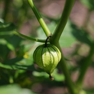 Tomatillo, Miltomate, Mexican Green Tomato, Husk Tomato, Physalis ...