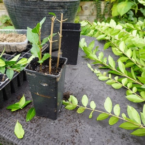 Privet Ligustrum Lucidum 10 Seeds Broad-leaf Privet, Chinese Privet ...