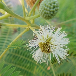 Organic Lead Tree Leucaena Leucocephala 20 Seeds - Etsy