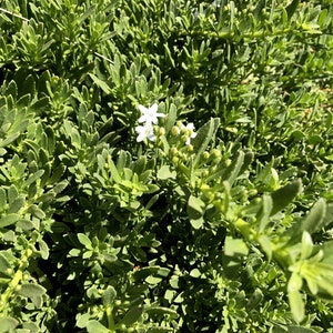 Myoporum Parvifolium or Dwarf Native Myrtle 5 Cuttings - Etsy