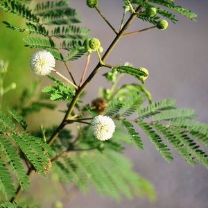 Organic Lead Tree Leucaena Leucocephala 20 Seeds - Etsy