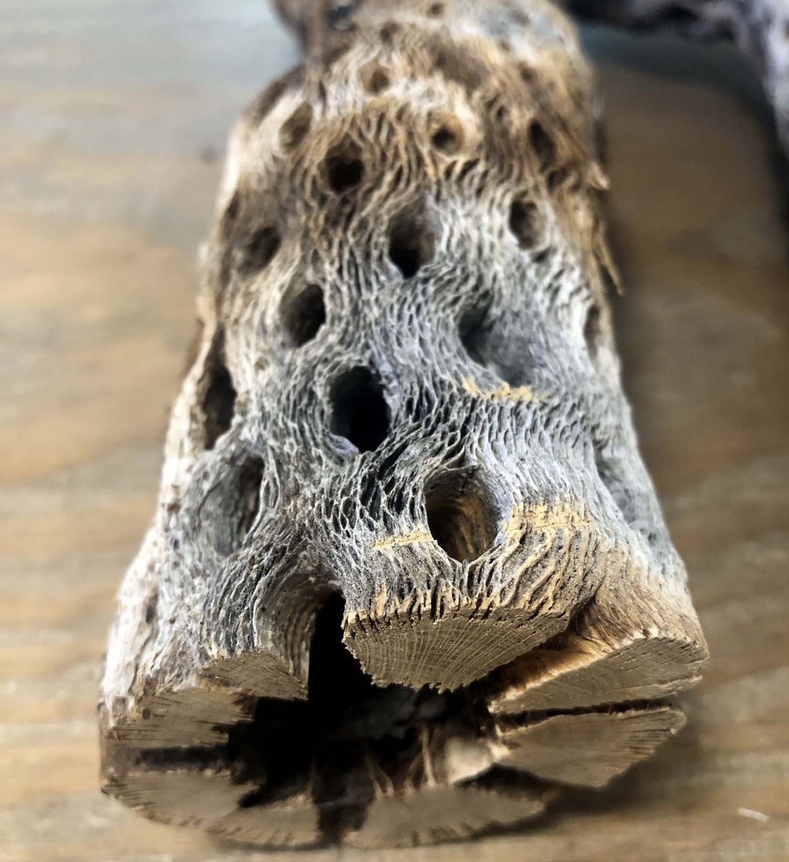 Cholla Dried Cactus Wood Small Size Pieces for Art Display, Southwest ...