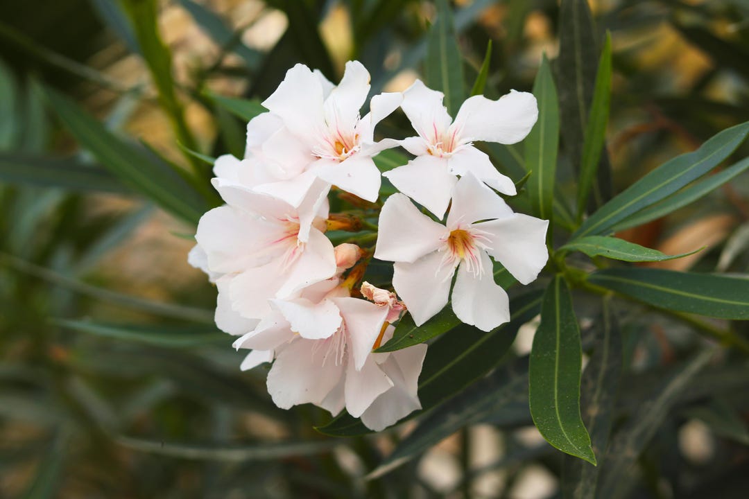 Assorted Color Oleander Seeds 20 Pack, Nerium, Nerium Oleander, Rose ...