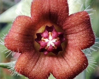Stapelia Asterias, Starfish Flower, Starfish Cactus, Carrion Flower ...