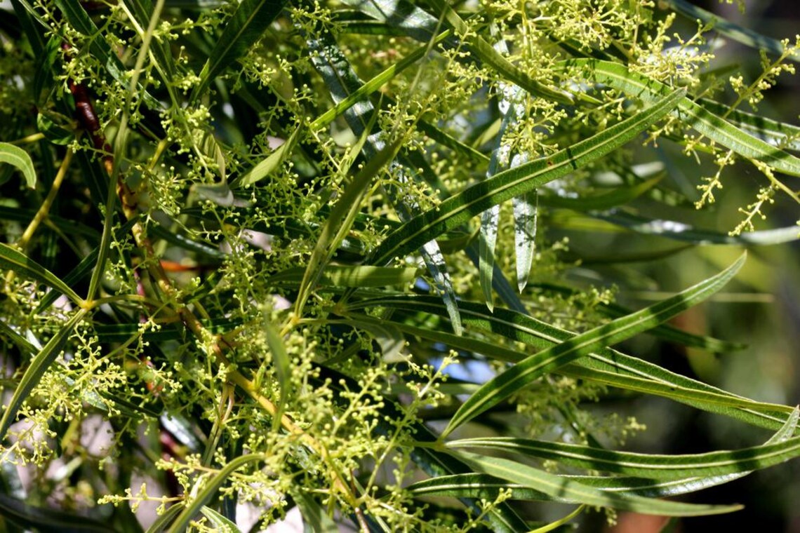African Sumac Tree, Willow Rhus, Karee or Rhus Lancea (20 Seeds) - Etsy