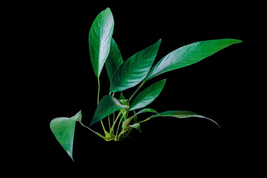 Anubias Congensis Freshwater Aquarium Plant - Etsy