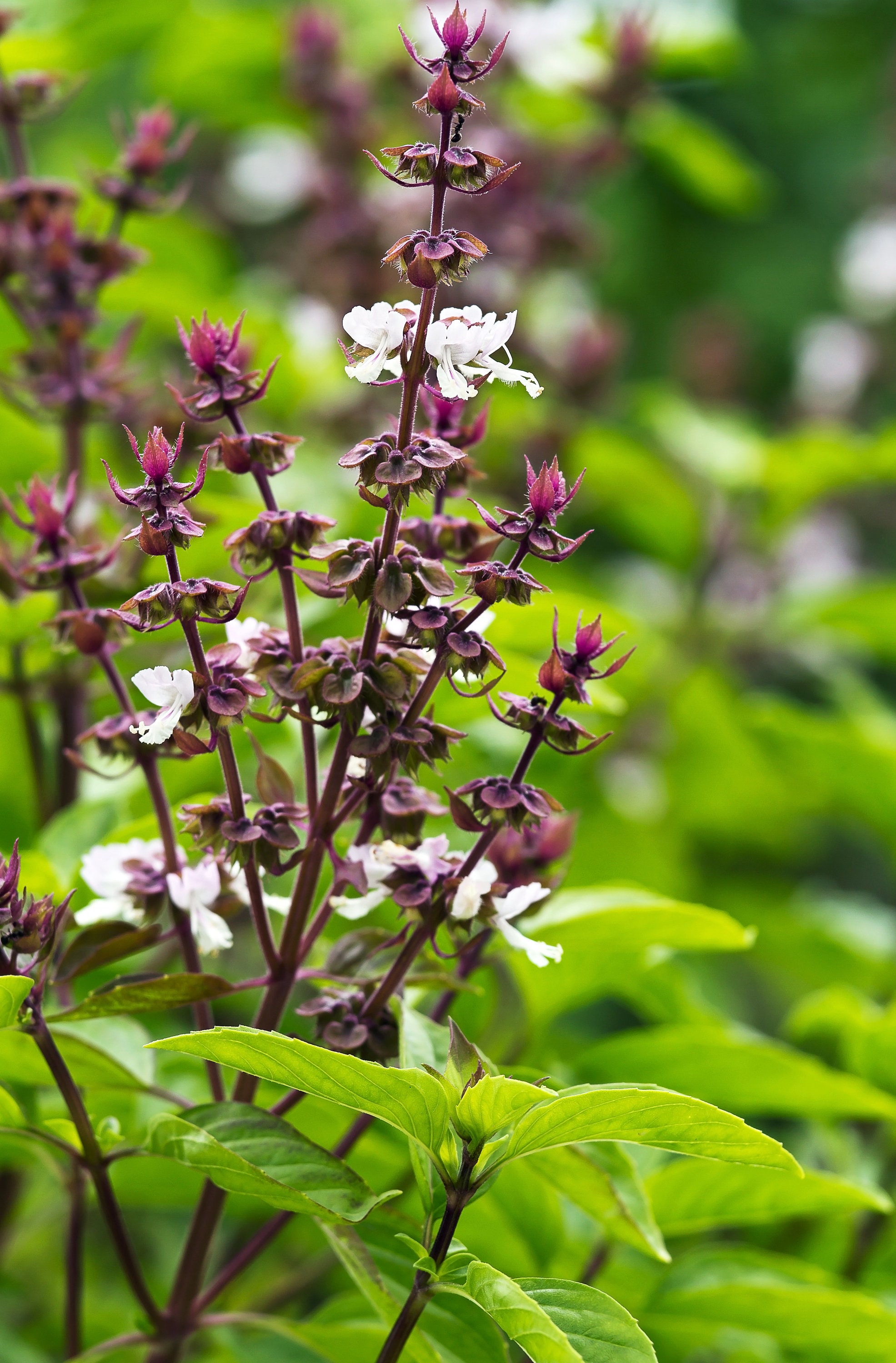Thai Sweet Basil (ocimum Basilicum Var. Thyrsiflora) Seeds 20 - Etsy