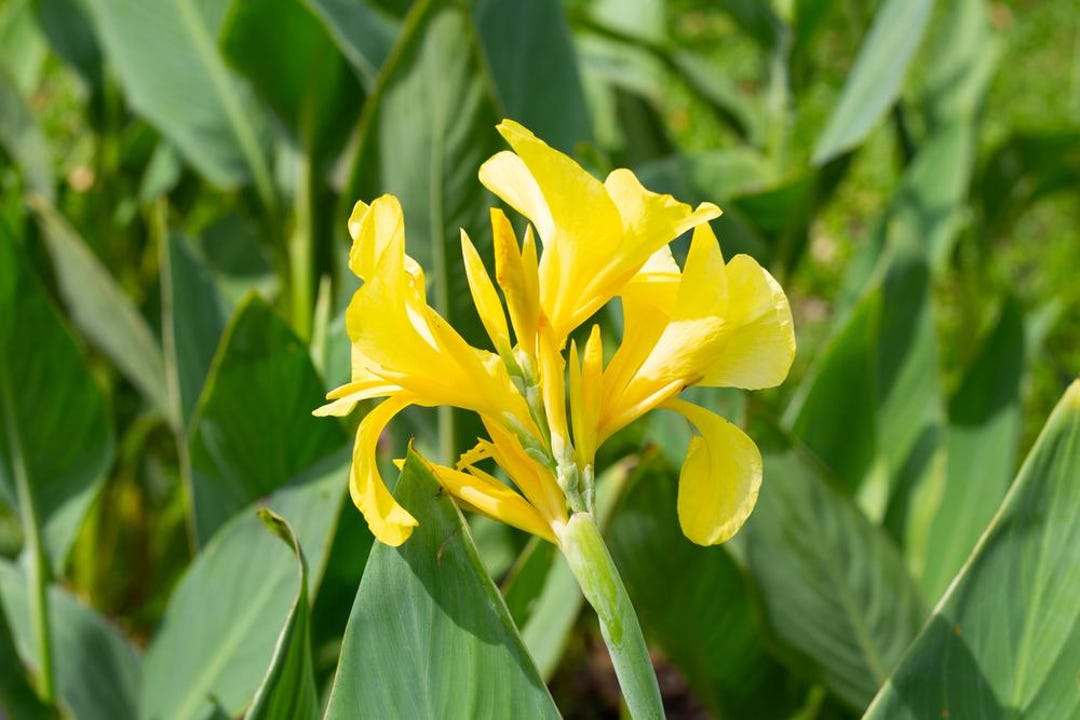 Yellow Ra Canna or Canna Glauca ‘ra’ Tropical Marginal Bog Plant 6 Pack ...