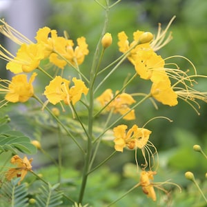 Mexican Holdback, Mexican Caesalpinia, Tabachín Del Monte ...