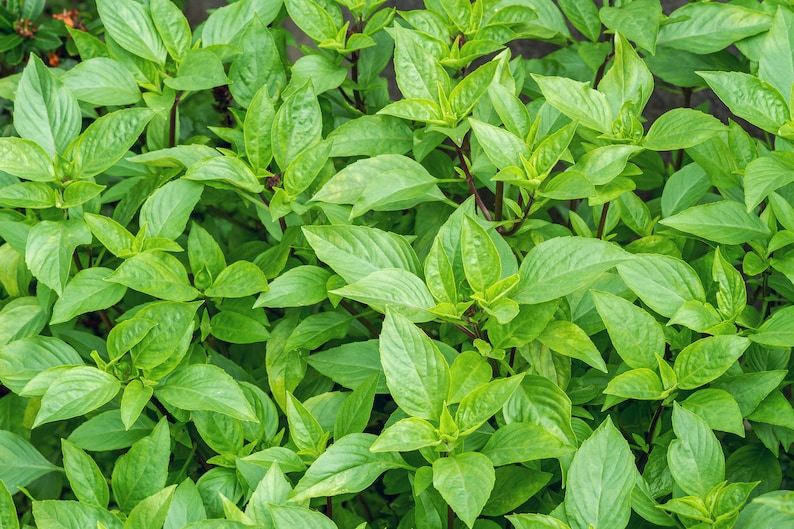 Thai Sweet Basil (ocimum Basilicum Var. Thyrsiflora) Seeds 20 - Etsy