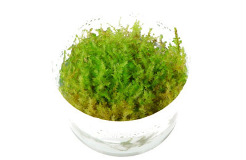 Christmas Moss, Xmas Moss, Vesicularia Dubyana, Freshwater Aquarium ...