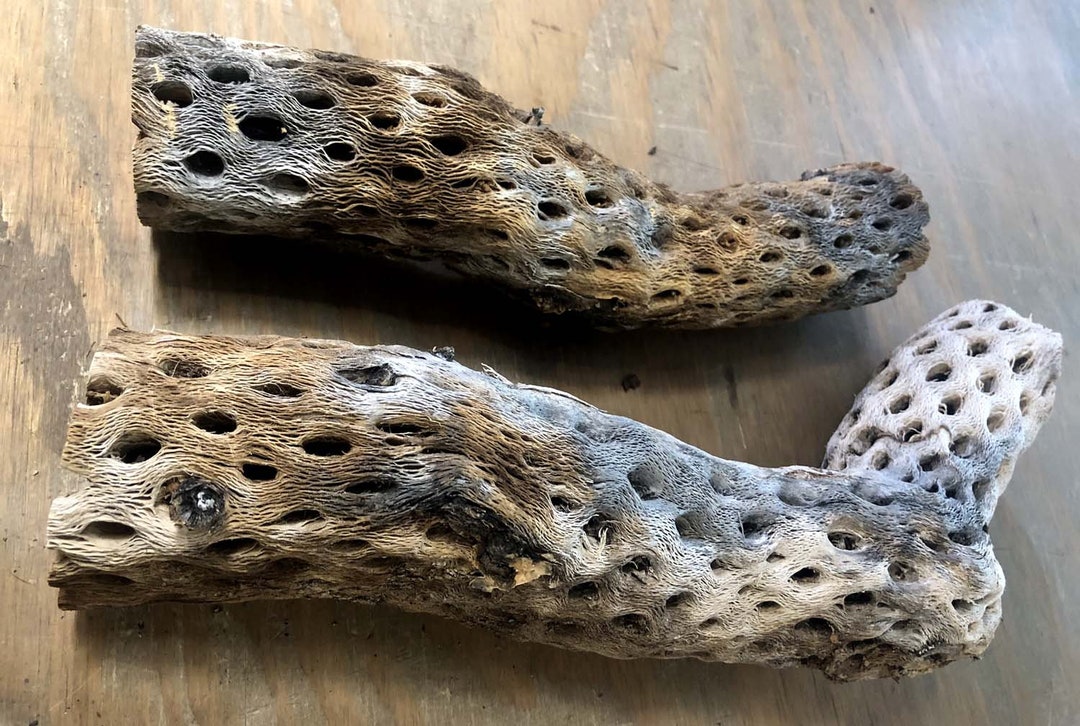 Cholla Dried Cactus Wood Large Size Pieces for Art Display, Southwest ...