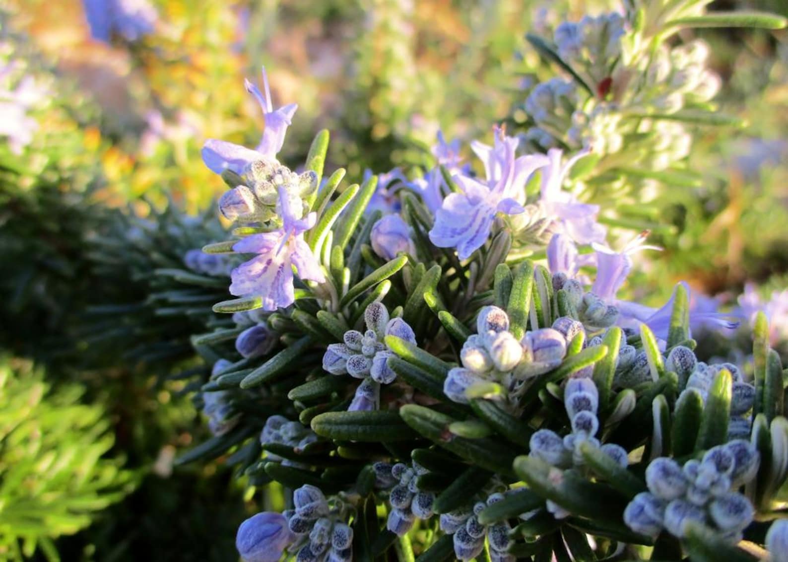 Trailing Rosemary, Rosmarinus Officinalis, Creeping Rosemary, Prostrate ...