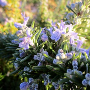 Trailing Rosemary, Rosmarinus Officinalis, Creeping Rosemary, Prostrate ...