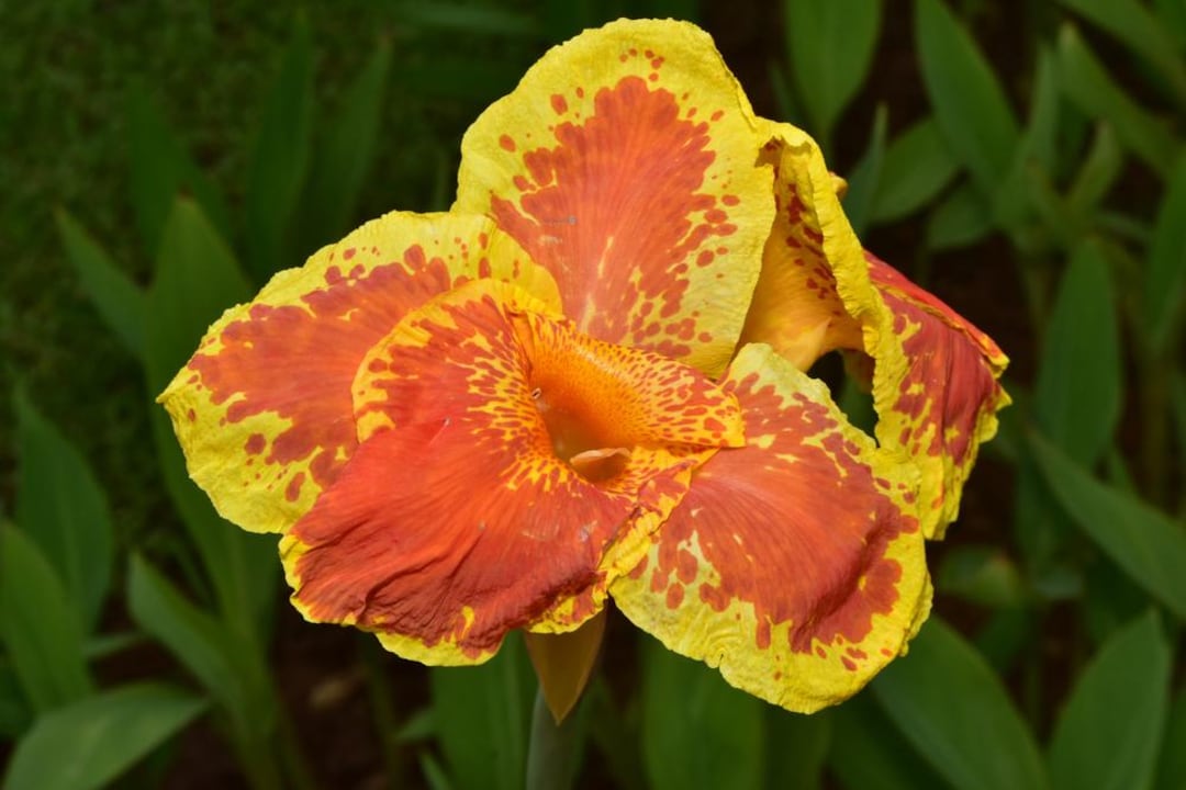 King Humbert Canna or Canna ‘king Humbert’ Tropical Marginal Bog Plant ...