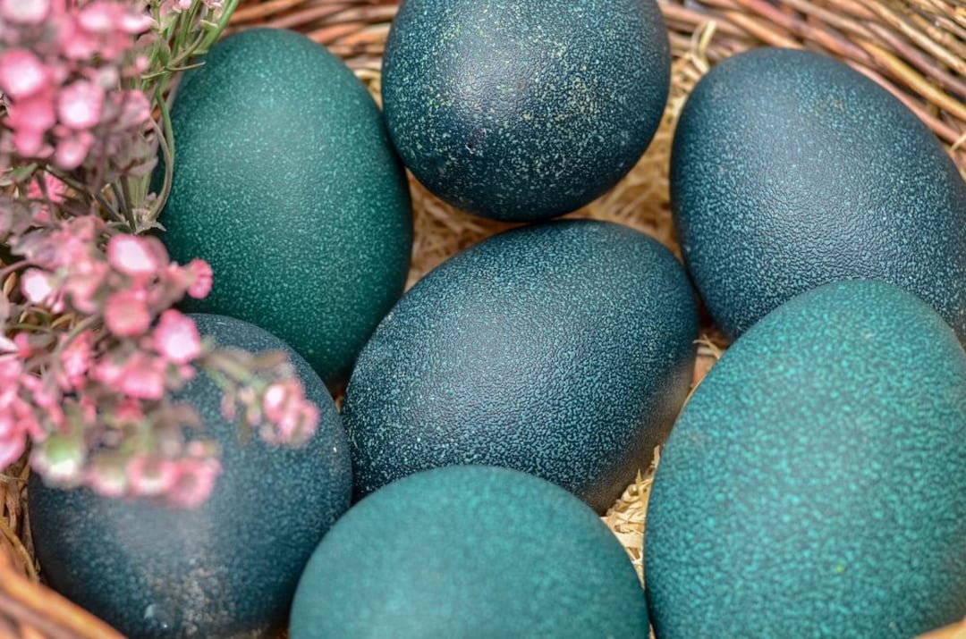 Emu Egg Empty, Hollowed Out, Blown Out for Decoration, Crafts, Painting ...