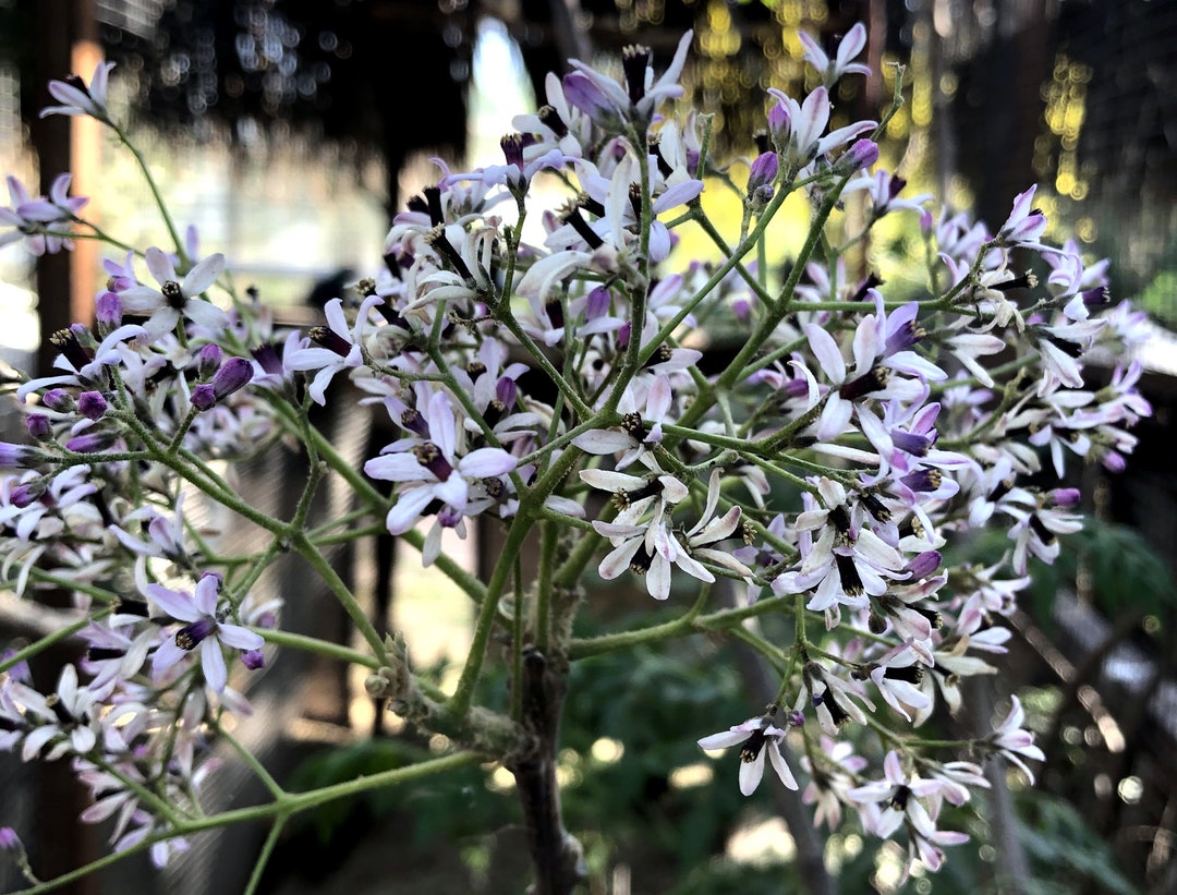 Chinaberry Tree, Pride of India, Bead-tree, Cape Lilac, Persian Lilac ...