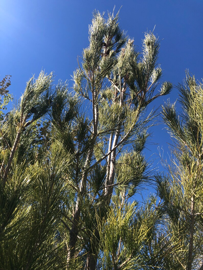 Afghan Pine, Pinus Brutia Var. Eldarica, Eldarica Pine, Desert Pine ...