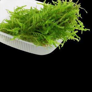 Vesicularia Ferriei Weeping Moss Freshwater Aquarium Aquatic Plant ...