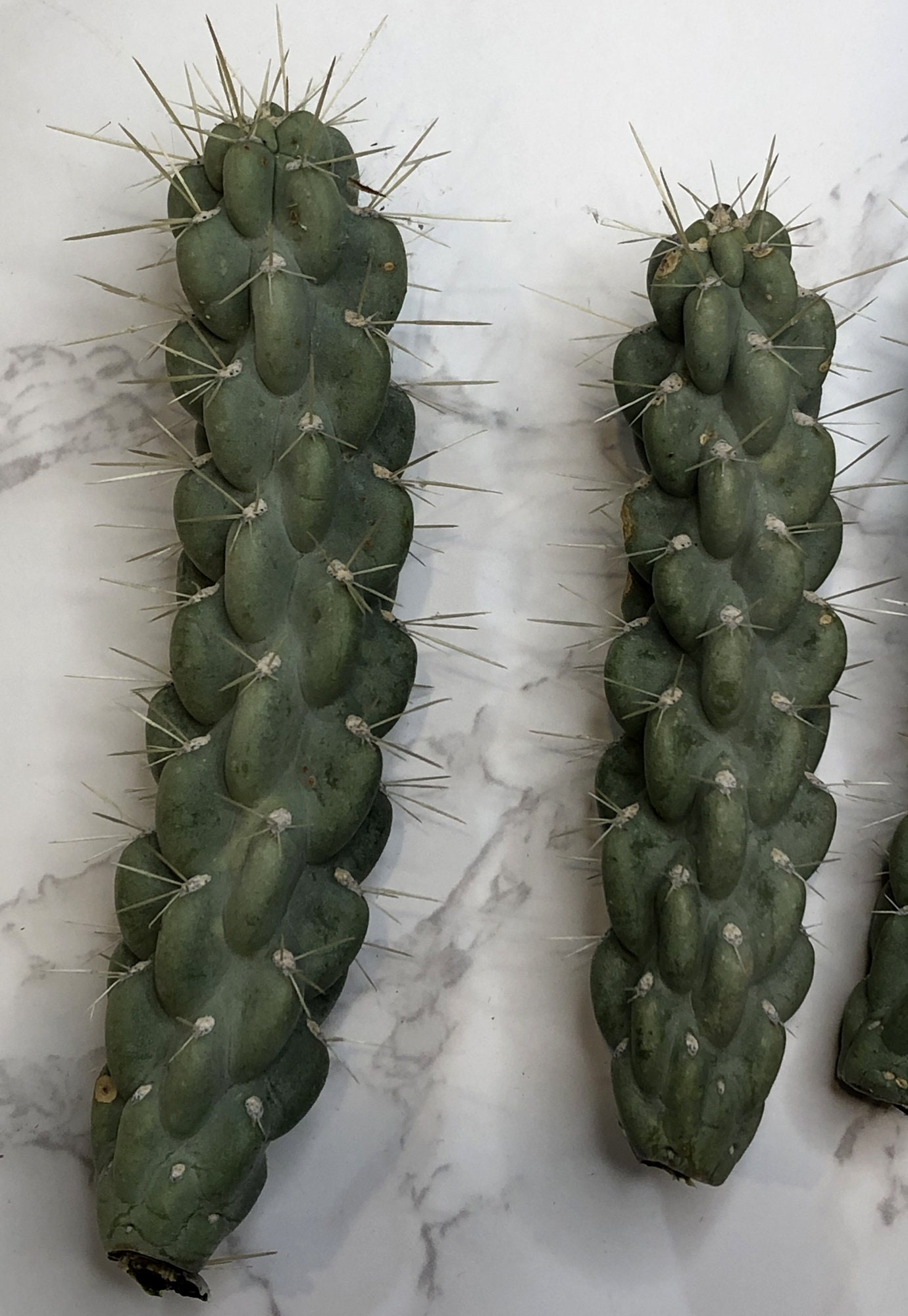 Jumping Cholla, Hanging Chain Cholla or Cylindropuntia Fulgida (3 ...