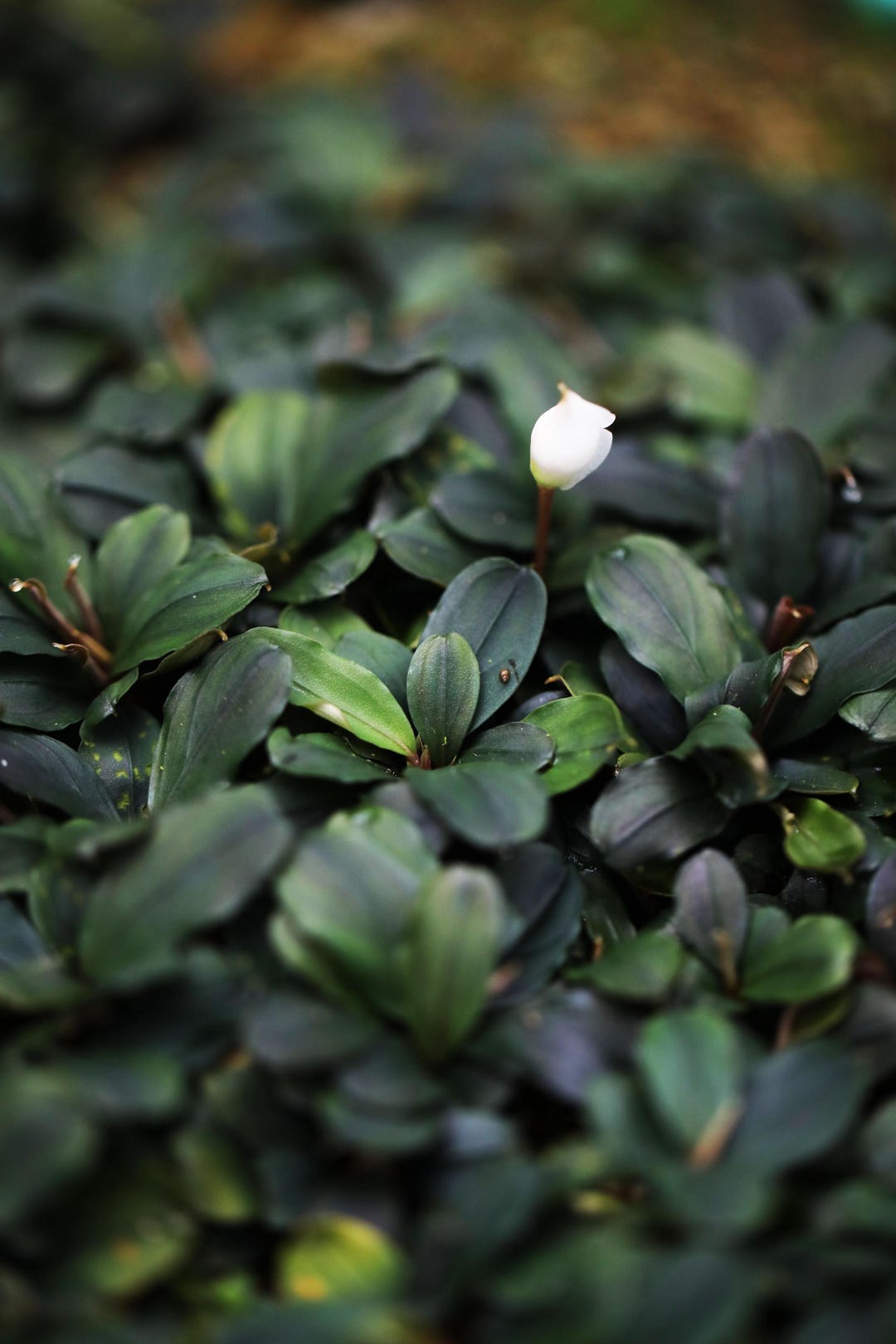 Bucephalandra Brownie Purple, Buce Plant or Bucep Freshwater Aquarium ...