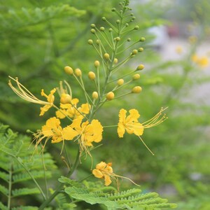 Mexican Holdback, Mexican Caesalpinia, Tabachín Del Monte ...