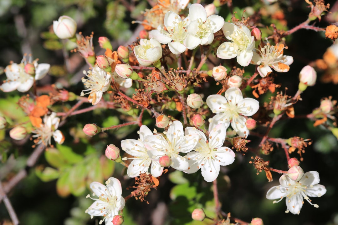Osteomeles Subrotunda Cliff-rose Rosaceae Organic Hand Collected Seeds ...