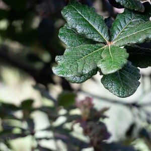 Southern Live Oak Tree, Quercus Virginiana, Virginia Live Oak, Bay Live ...