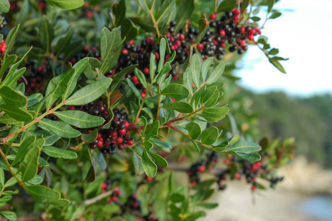 Mastic Pistacia Lentiscus Organic Hand Collected 10 Seeds - Etsy