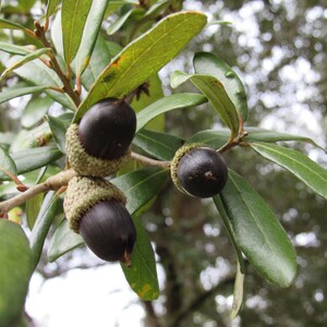 Southern Live Oak Tree, Quercus Virginiana, Virginia Live Oak, Bay Live ...