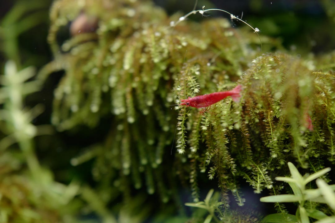 Vesicularia Ferriei Weeping Moss Freshwater Aquarium Aquatic Plant ...