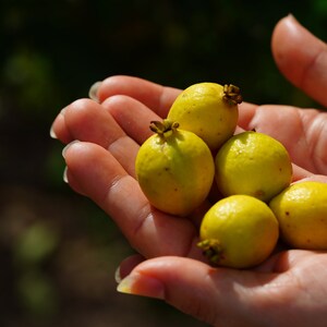 Lemon Guava, Psidium Guajava, Common Guava, Yellow Guava, or Apple ...