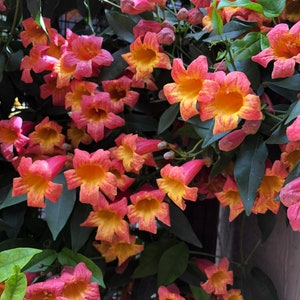 Tangerine Beauty Crossvine, Bignonia Capreolata, Crossvine, Trumpet ...