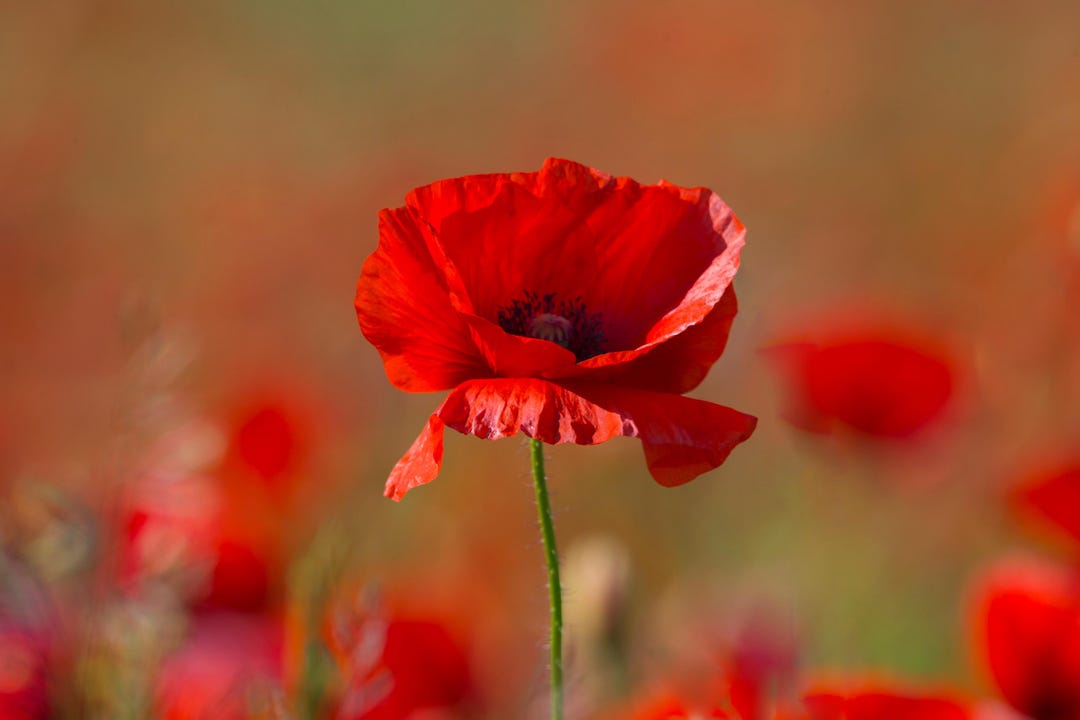 American Legion Poppy, Papaver Rhoeas, Red Poppy, Flanders Poppy, Corn ...