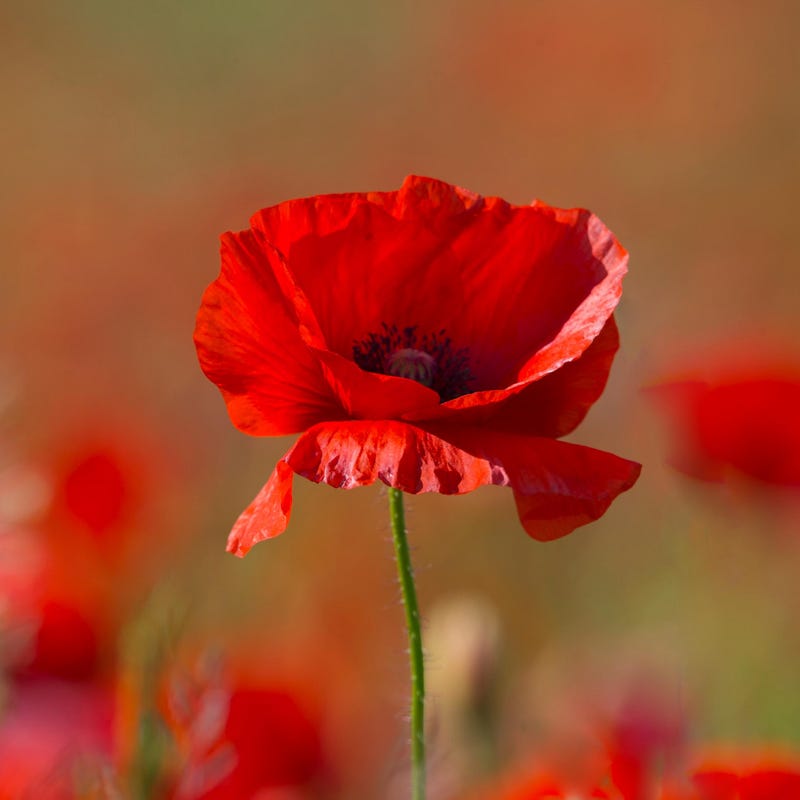 Flanders Poppy - Etsy