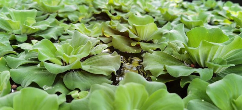 Buy Water Lettuce Floating Plants: Pistia Stratiotes, Pond Algae ...