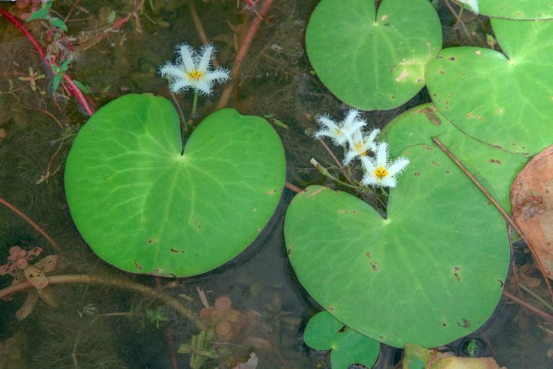 Large White Snowflake or Nymphoides Indica Floating Aquatic Pond Plant ...