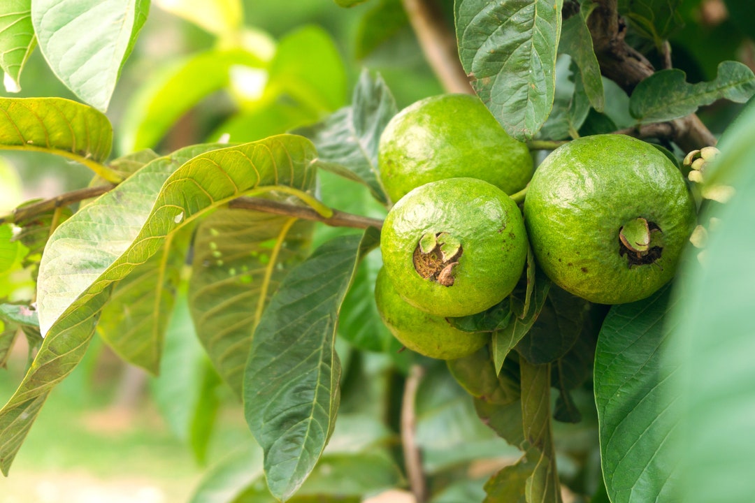 White Guava 10 Seeds, Psidium Guajava, Thai Guava, Taiwan Guava, Asian ...
