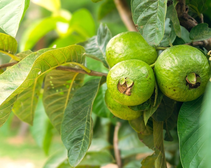 White Guava 10 Seeds, Psidium Guajava, Thai Guava, Taiwan Guava, Asian ...