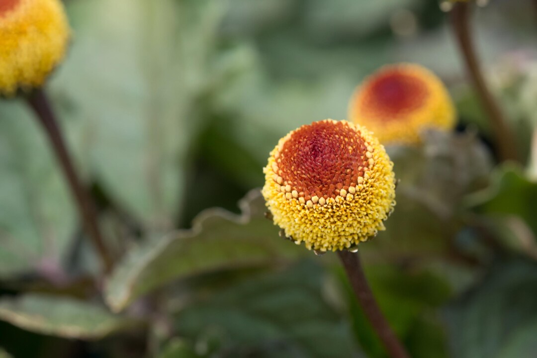 Toothache Plant, Acmella Oleracea, Jambu, Eyeball Plant, Buzz Buttons ...