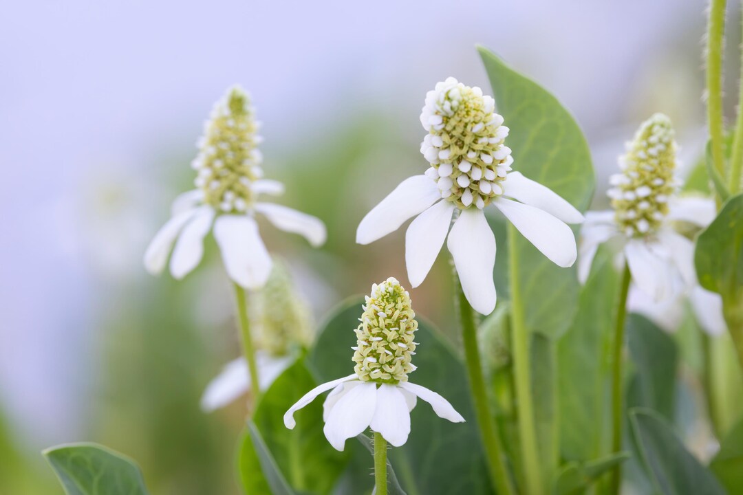 Yerba Mansa - Etsy