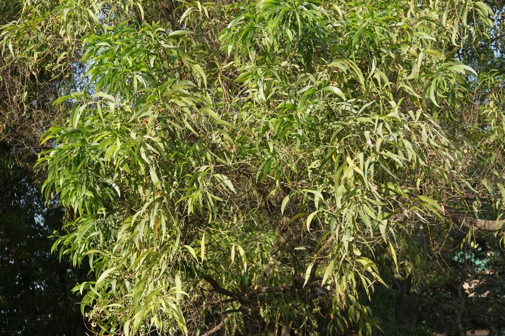 African Sumac Tree, Willow Rhus, Karee or Rhus Lancea (20 Seeds) - Etsy