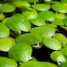 Sensitive Plant or Neptunia Aquatica Floating Aquatic Pond Plant pack ...