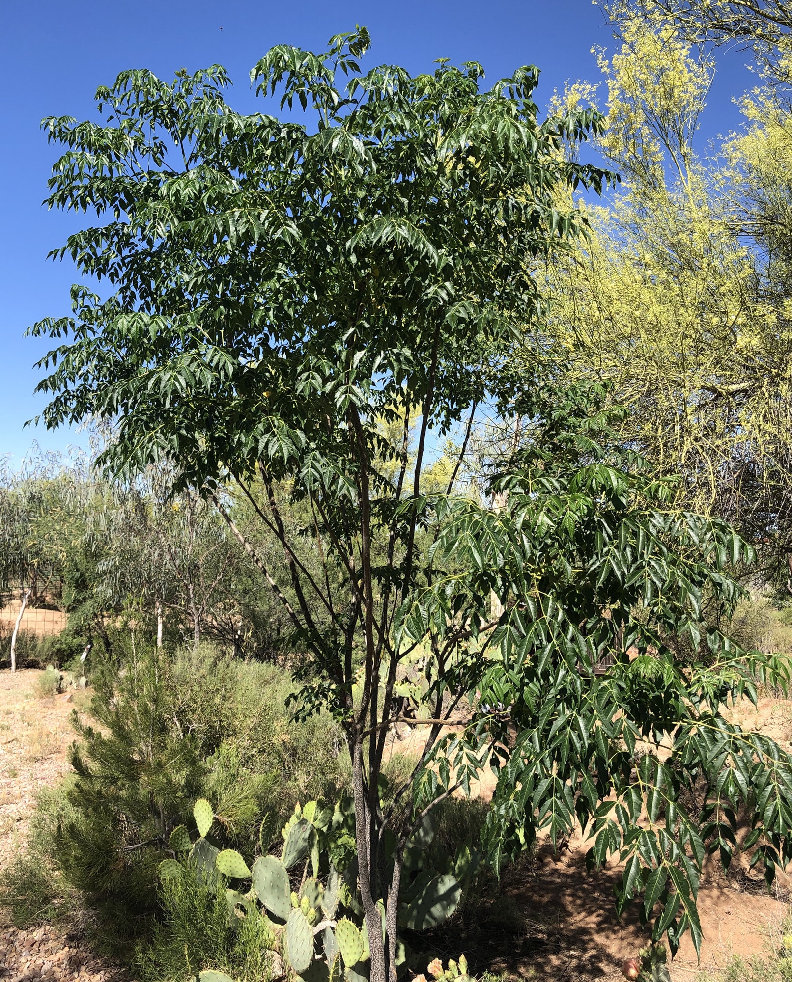 Chinaberry Tree, Pride of India, Bead-tree, Cape Lilac, Persian Lilac ...