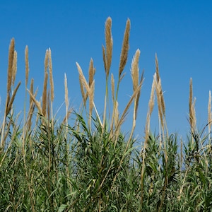 Giant Reed, Arundo Donax, Bamboo Reed, Giant Cane, Spanish Reed ...