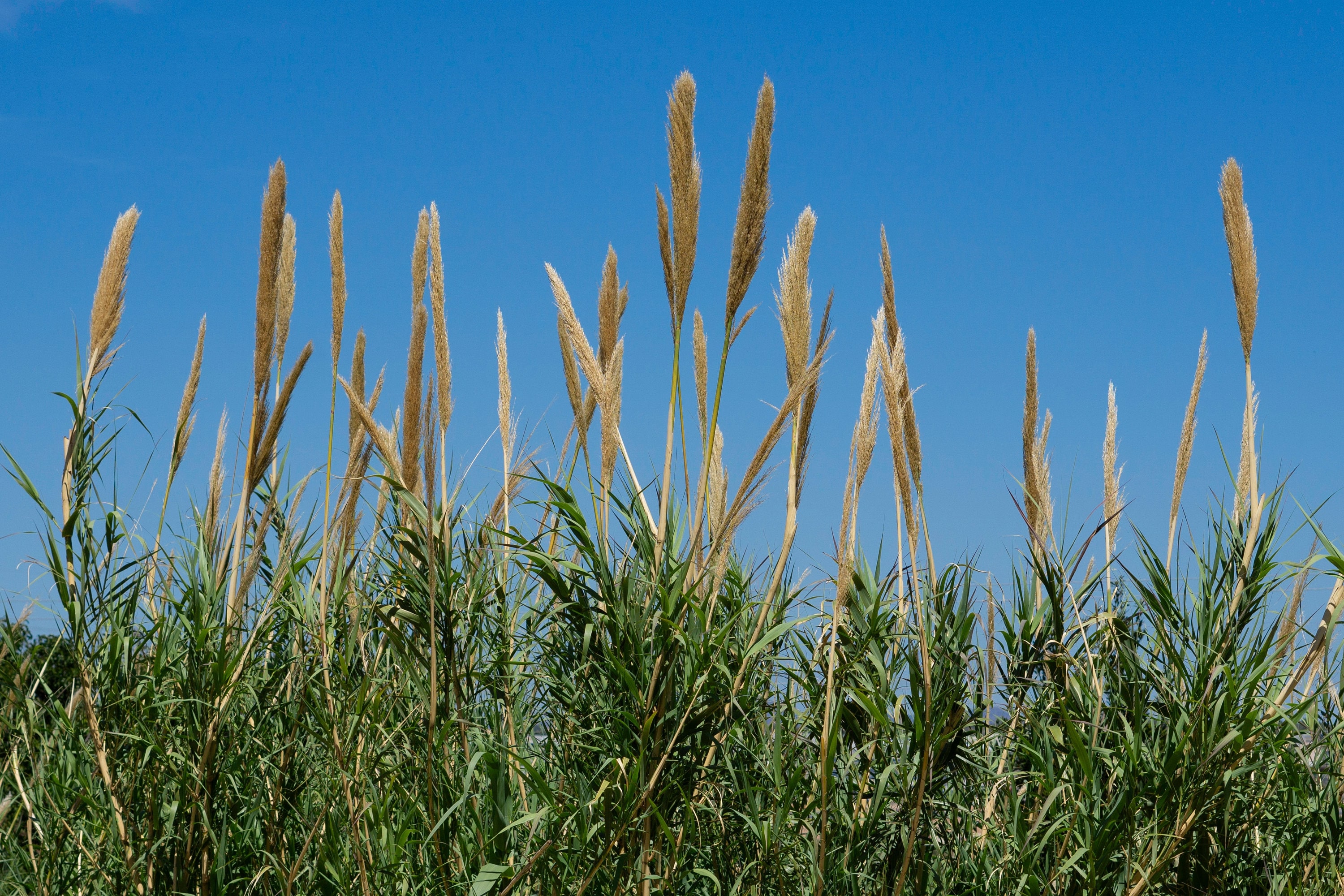 Giant Reed, Arundo Donax, Bamboo Reed, Giant Cane, Spanish Reed ...