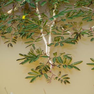 Sensitive Plant or Neptunia Aquatica Floating Aquatic Pond Plant (pack ...