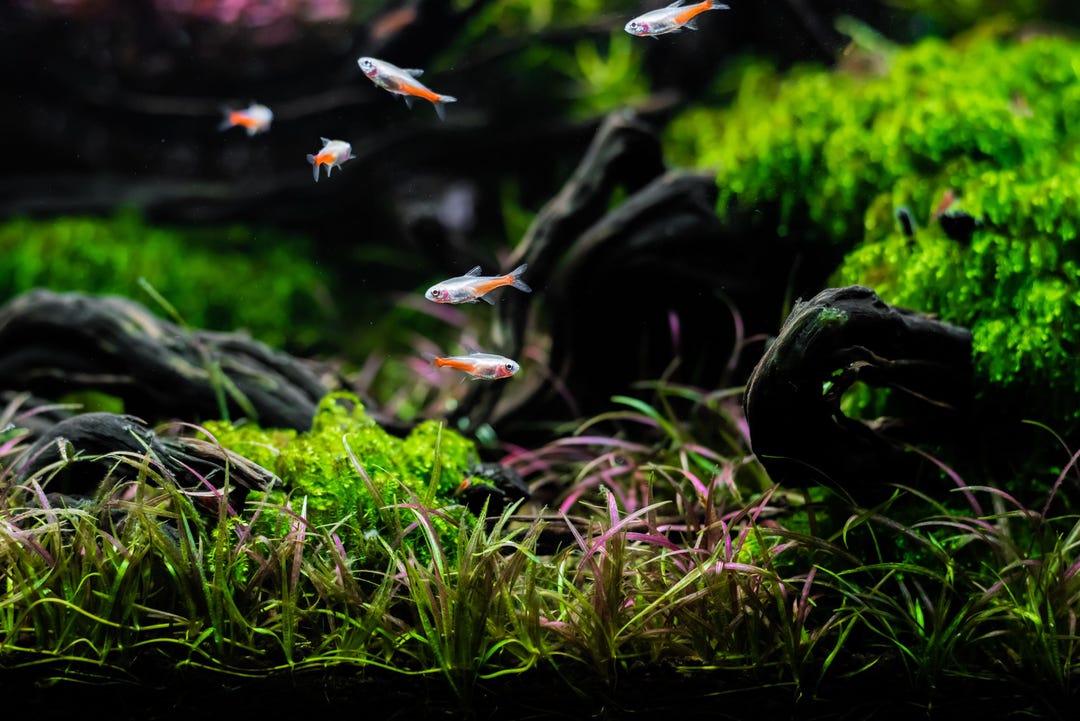 Helanthium Tenellum Green Dwarf Chain Sword Freshwater Aquarium Aquatic ...