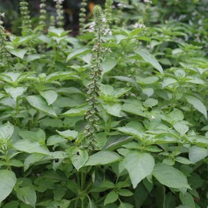 Lemon Basil, Ocimum × Africanum or Ocimum × Citriodorum, Hoary Basil ...